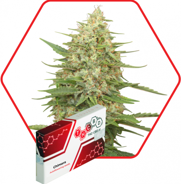 Auto Chimera – THC-CBD
